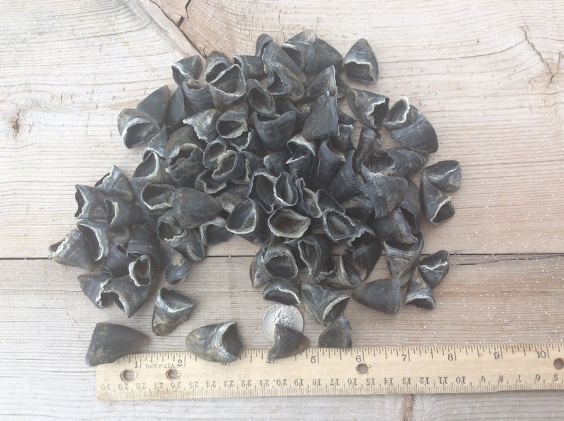 100 Deer Dew Toes Hooves | Etsy