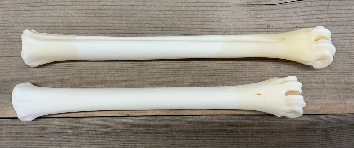 2 Pronghorn Antelope Leg Cannon Bones Metacarpal Metatarsal - Etsy