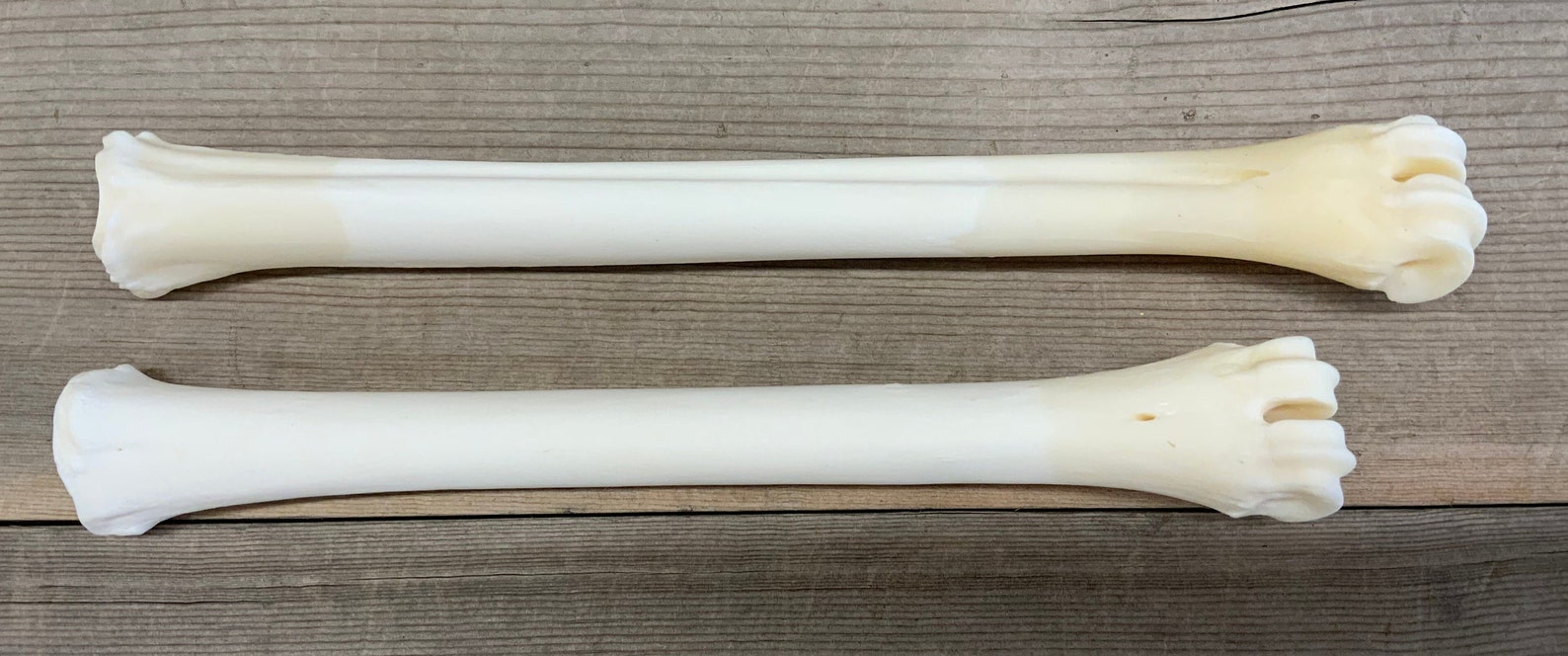 2 Pronghorn Antelope Leg Cannon Bones Metacarpal Metatarsal - Etsy