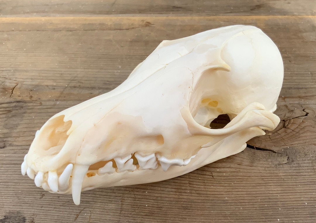 Fox Skull Authentic Red Fox Skull Vulpes Vulpes #2 Grade - Etsy