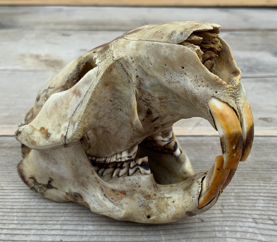 Nature Cleaned Beaver Skull Small Authentic Montana Skull Castor ...