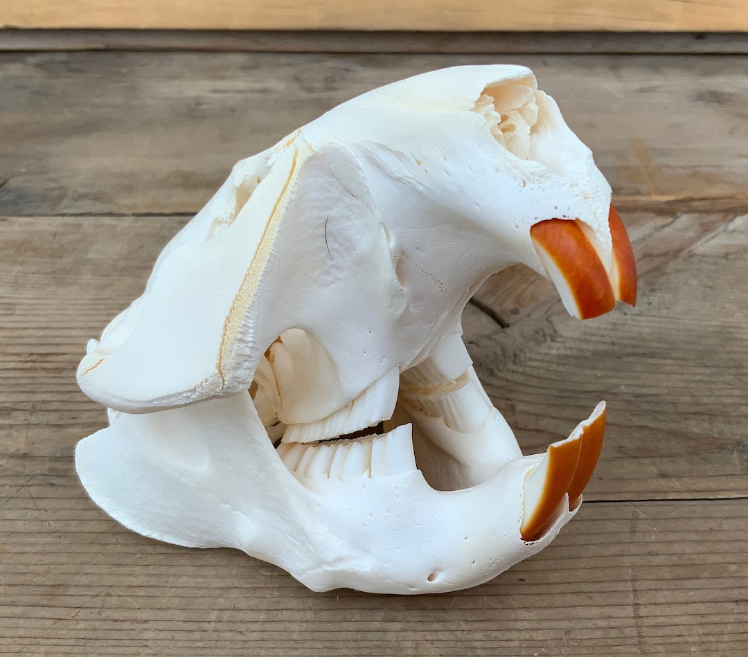 Beaver Skull Authentic Montana Skull Castor canadensis - Etsy.de
