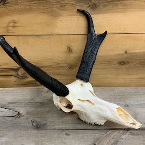 Pronghorn Antelope Skull European Mount Authentic Montana - Etsy
