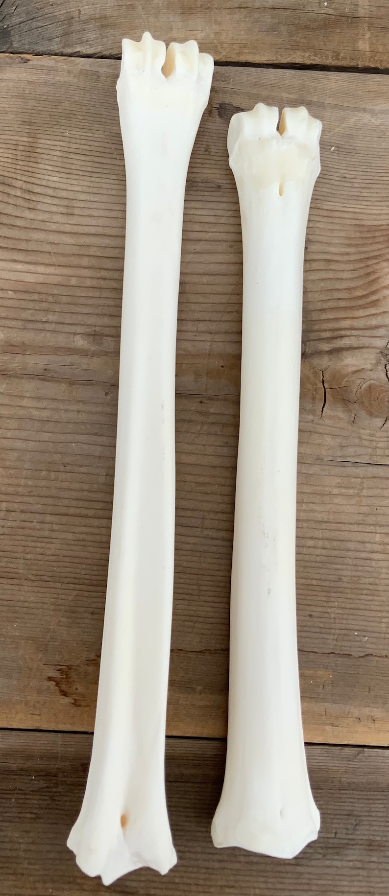 2 Deer Leg Cannon Bones Metacarpal Metatarsal - Etsy