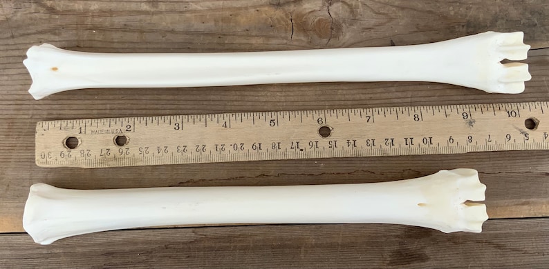 2 Deer Leg Cannon Bones Metacarpal Metatarsal - Etsy