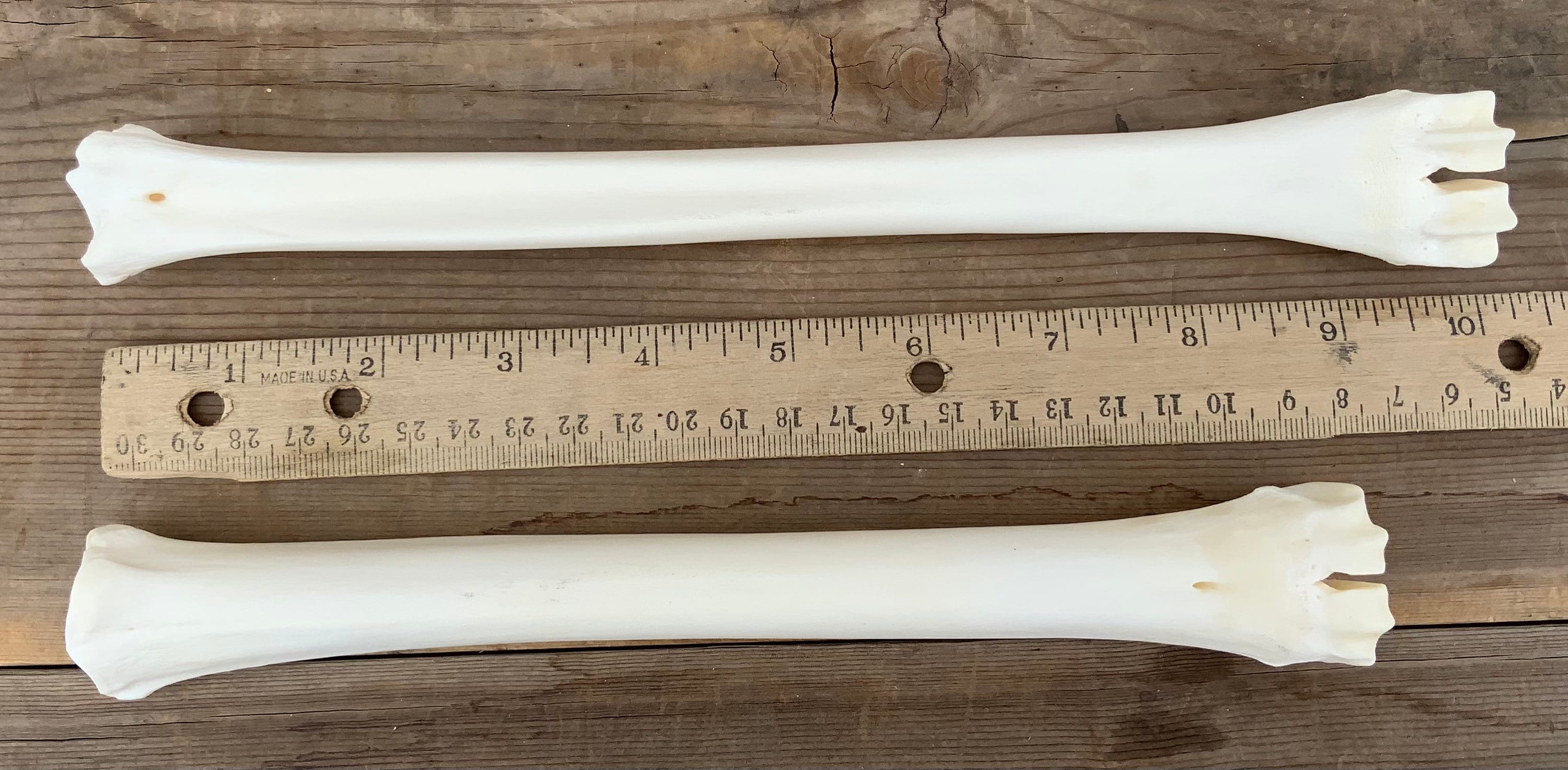 2 Deer Leg Cannon Bones Metacarpal Metatarsal - Etsy
