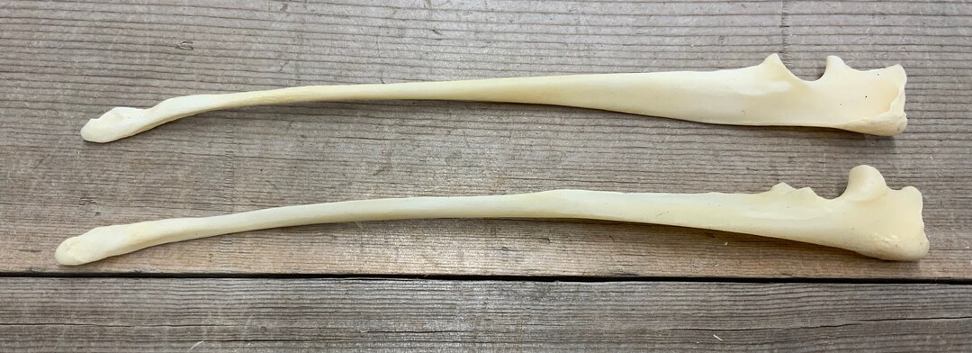 2 Fox Ulna Leg Bones - Etsy
