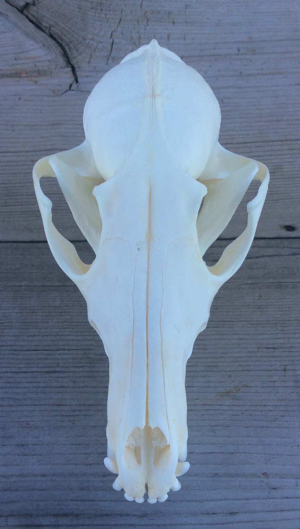 Fox Skull Authentic Red Fox Skull - Etsy