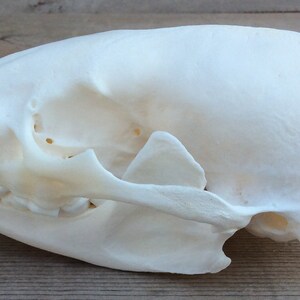 Badger Skull Authentic Montana Badger Skull Taxidea Taxus - Etsy