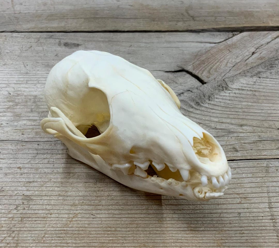 Kit Fox Skull Vulpes Macrotis #2 Grade - Etsy