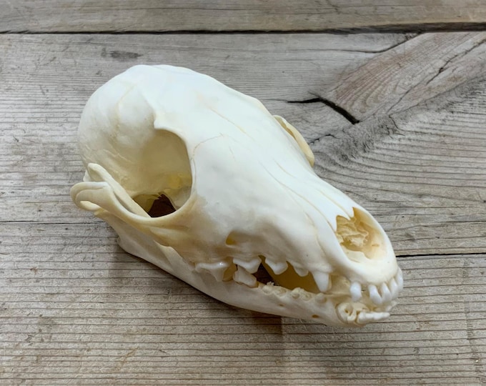 10 Bison Buffalo Toe Bones Third Phalanges - Etsy