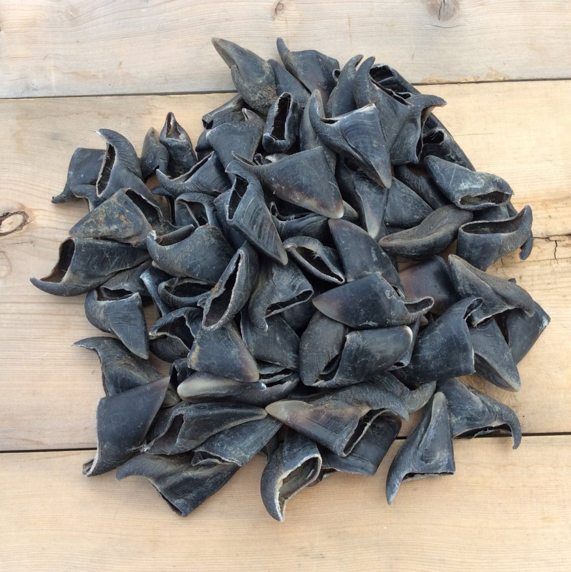 100 Deer Hooves Toes Crafts - Etsy