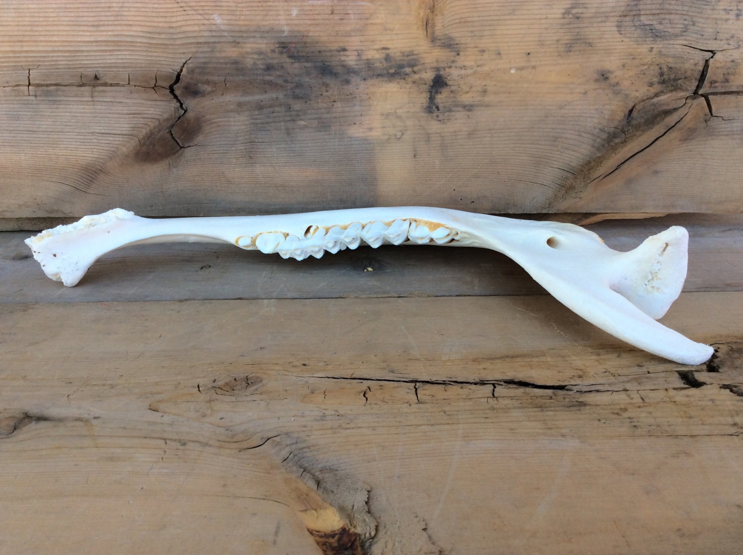 Authentic Montana American Bison Buffalo Jaw Bone - Etsy