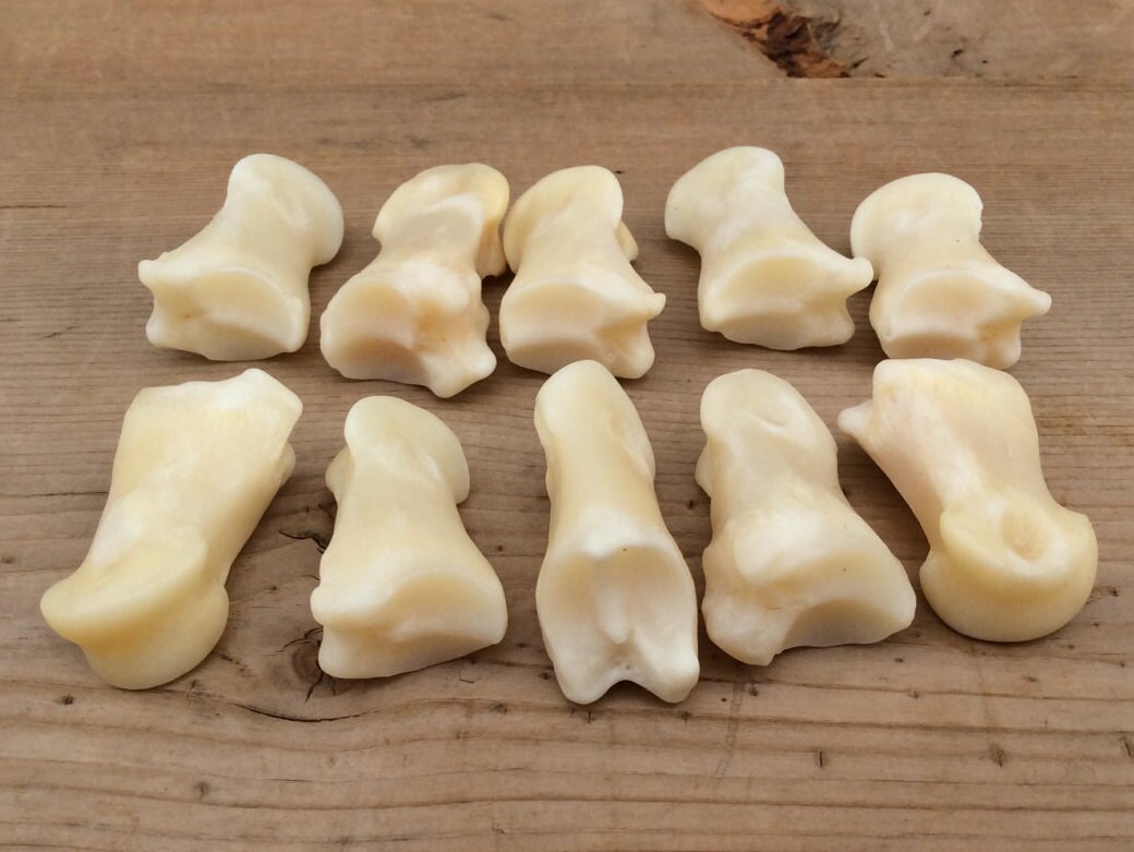 10 Deer Second Phalanx Middle Phalanx Bones Phalanges Knuckle Bones - Etsy
