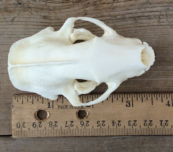 Mephitis Mephitis Skull