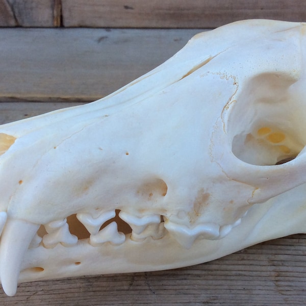 Real Animal Skull - Etsy