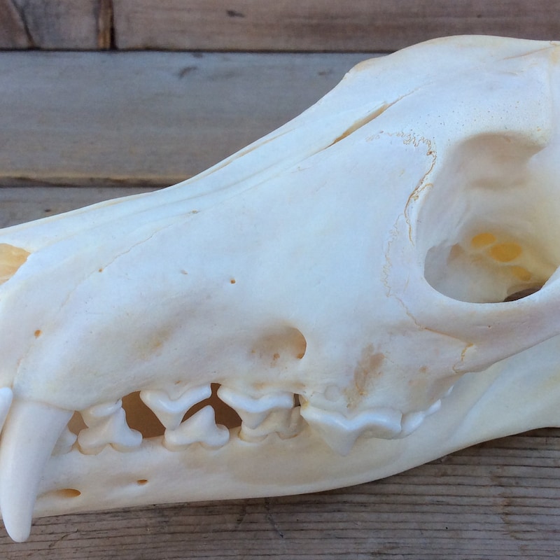 Real Animal Skull - Etsy