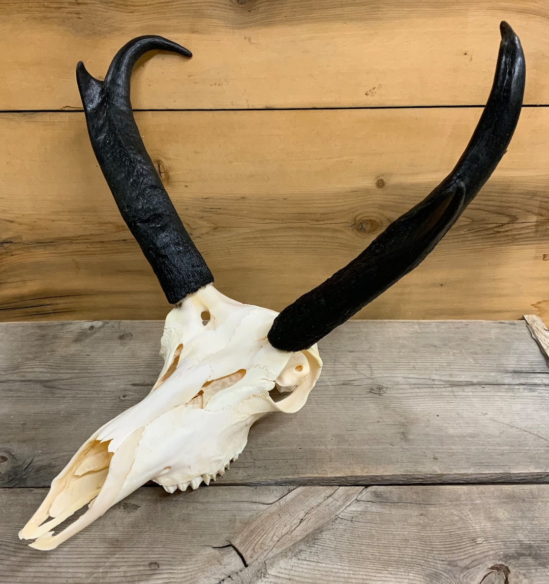 Pronghorn Antelope Skull European Mount Authentic Montana - Etsy