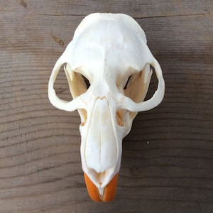 Muskrat Skull Authentic Montana Ondatra Zibethicus - Etsy