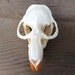 Muskrat Skull Authentic Montana Ondatra Zibethicus - Etsy