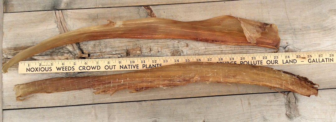 2 Elk Backstrap Sinew Authentic 22-26” - Etsy