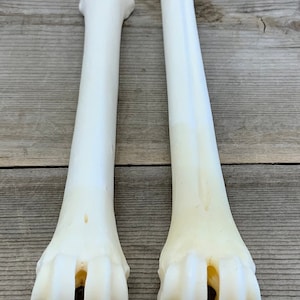 2 Pronghorn Antelope Leg Cannon Bones Metacarpal Metatarsal - Etsy