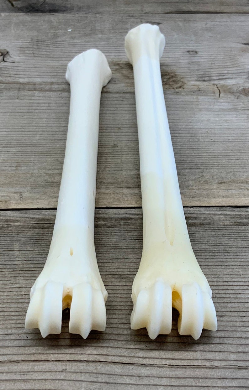 2 Pronghorn Antelope Leg Cannon Bones Metacarpal Metatarsal - Etsy