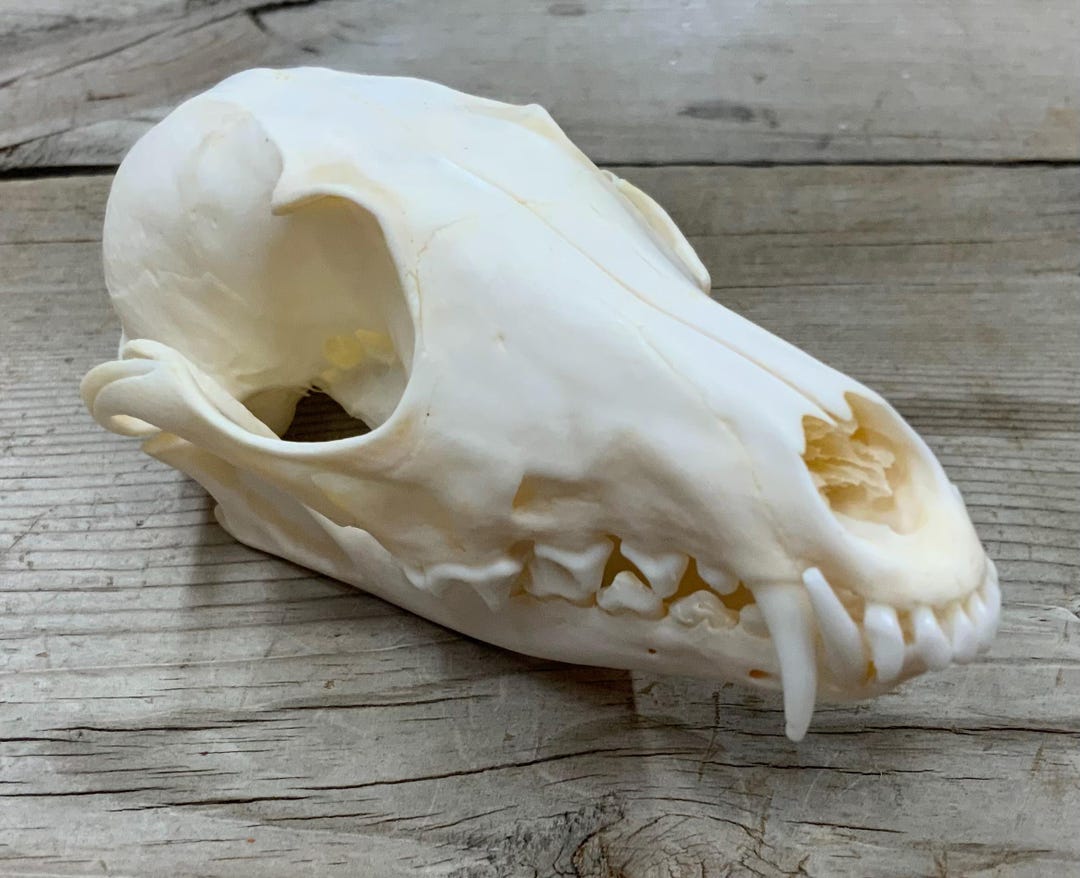 Kit Fox Skull Vulpes Macrotis - Etsy