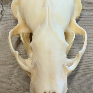 Badger Skull Authentic Montana Badger Skull Taxidea Taxus #2 Grade - Etsy