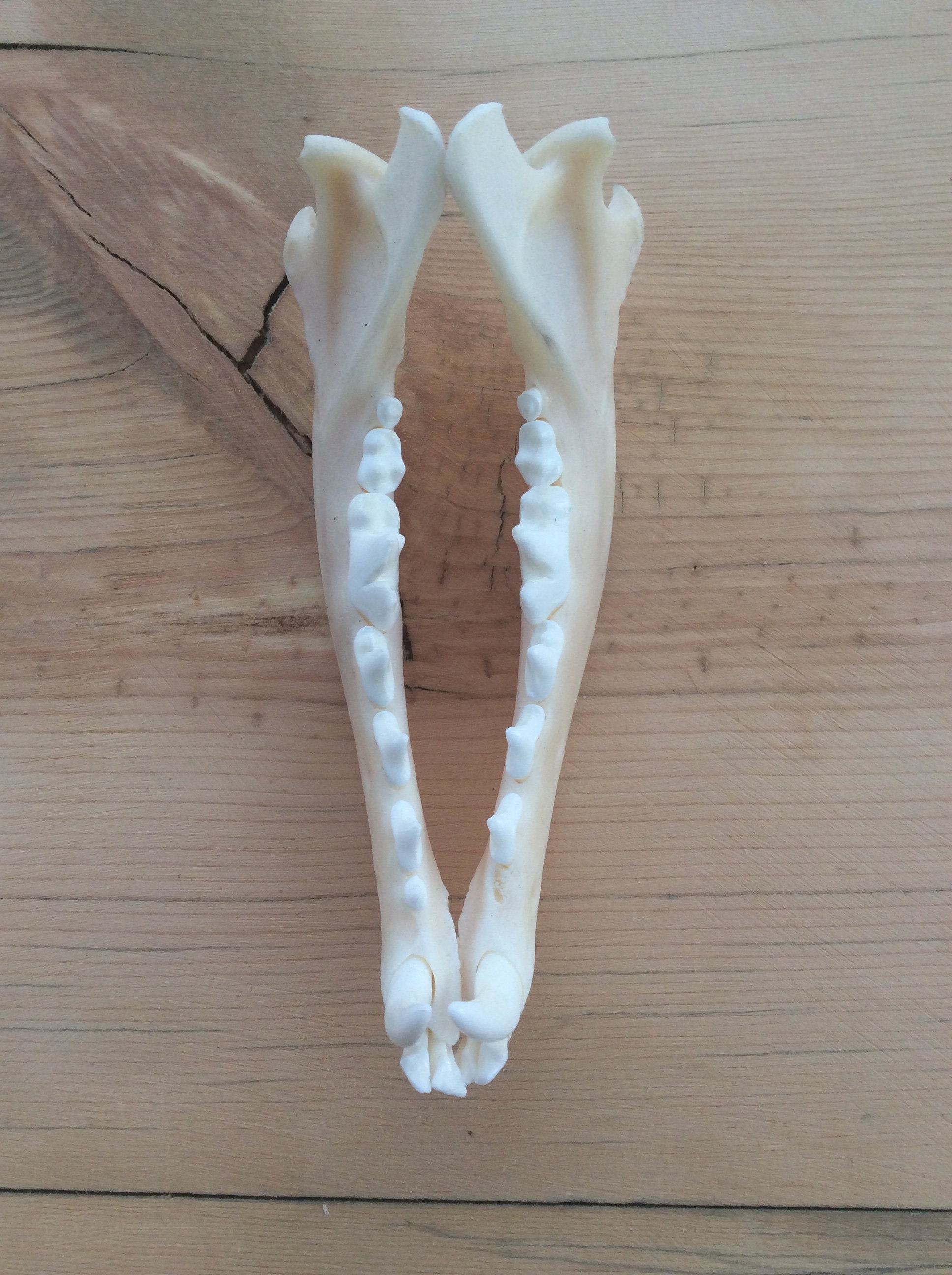 Coyote Jaws Mandibles Matched Pair Authentic | Etsy