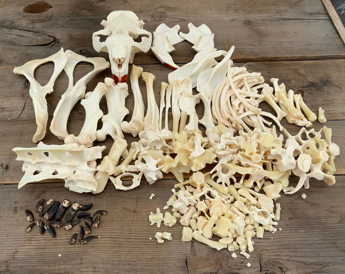 Beaver Skeleton Full Data Beautiful Specimen Complete Cleaned With ...