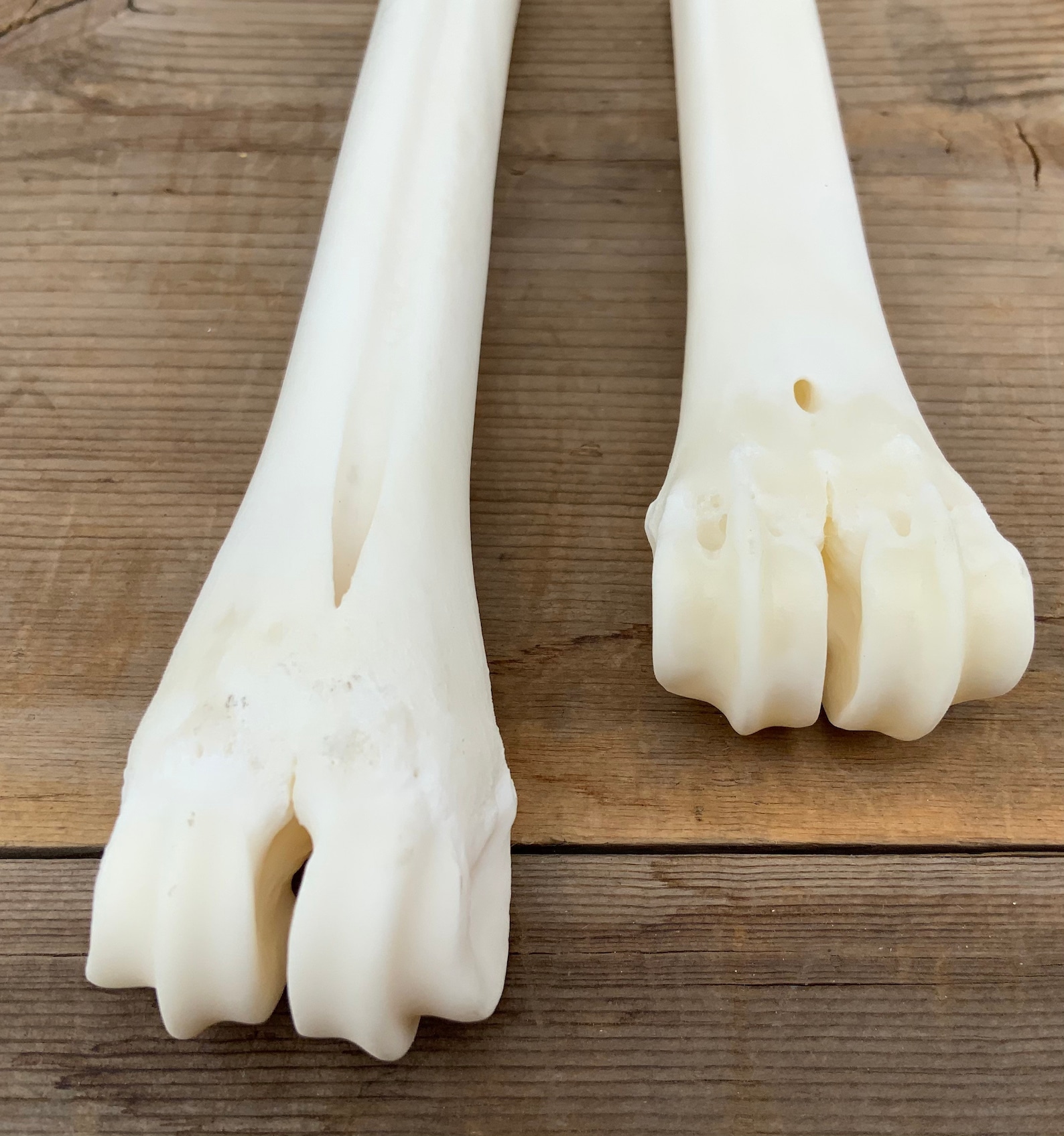 2 Deer Leg Cannon Bones Metacarpal Metatarsal - Etsy