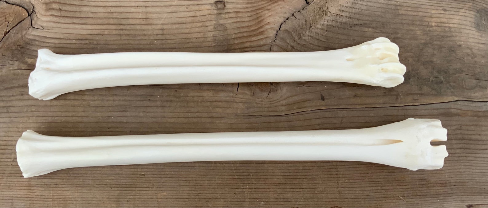 2 Deer Leg Cannon Bones Metacarpal Metatarsal - Etsy