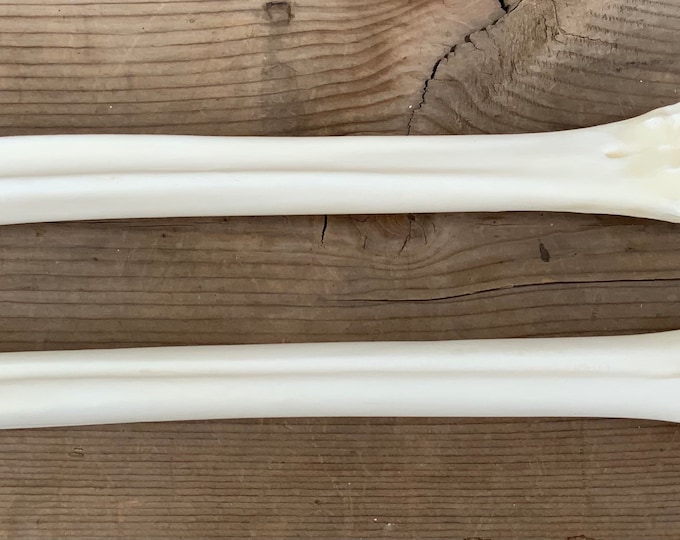 2 Deer Leg Cannon Bones Metacarpal Metatarsal | Etsy