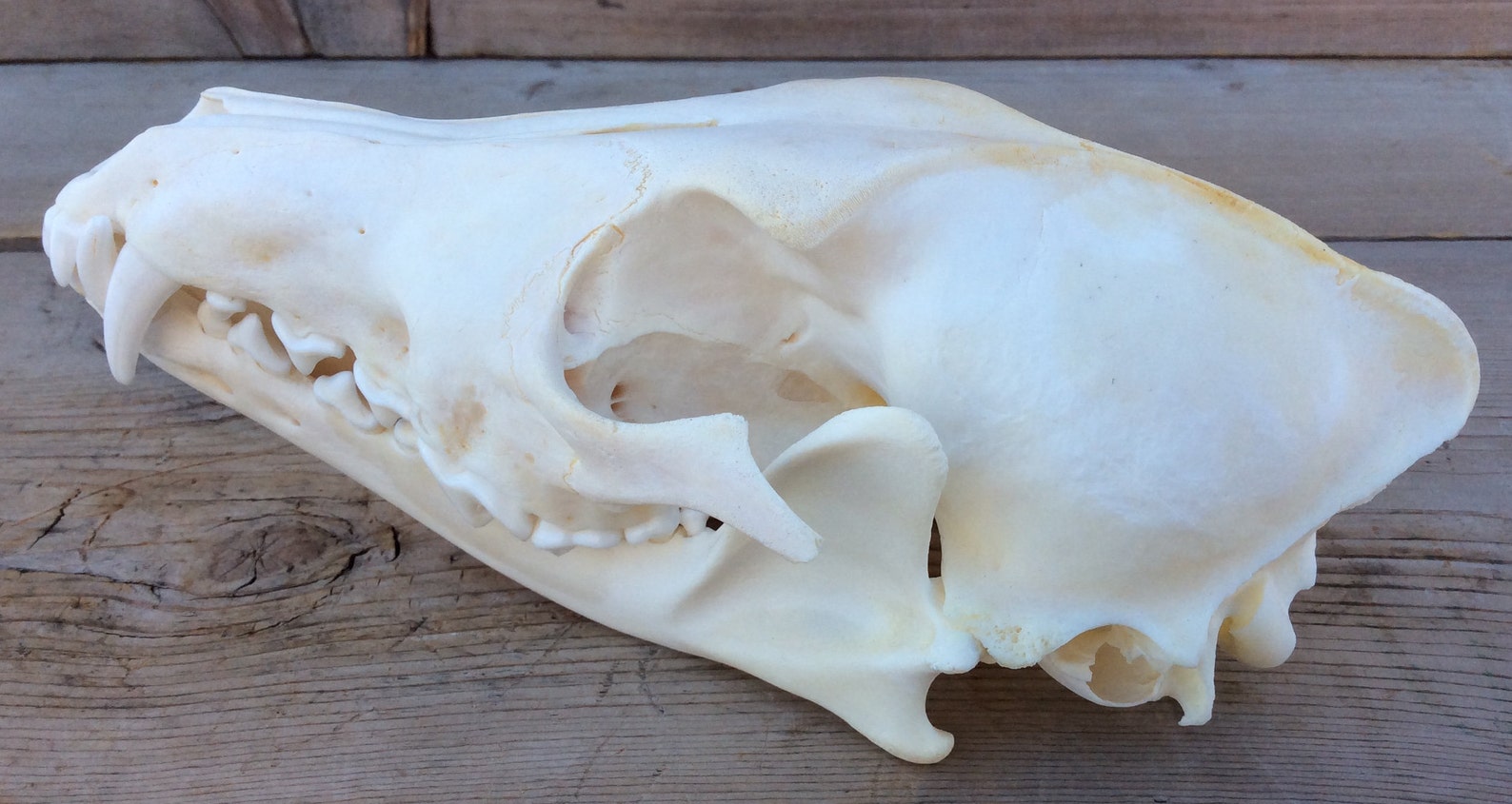 Coyote Skull Real Authentic Montana Coyote Skull 2 Grade - Etsy
