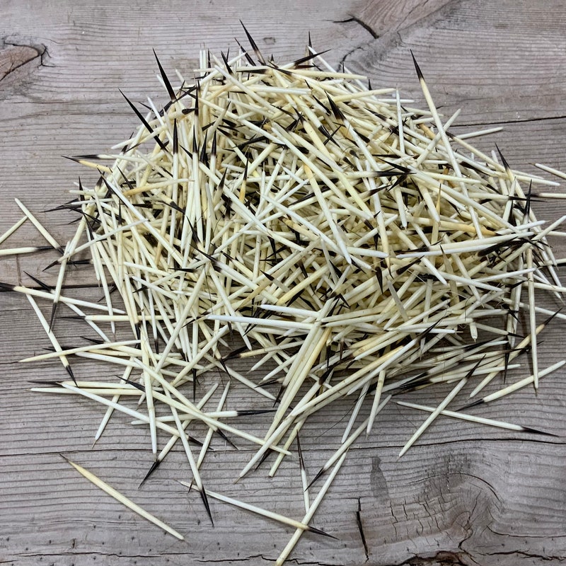 Porcupine Quills - Etsy