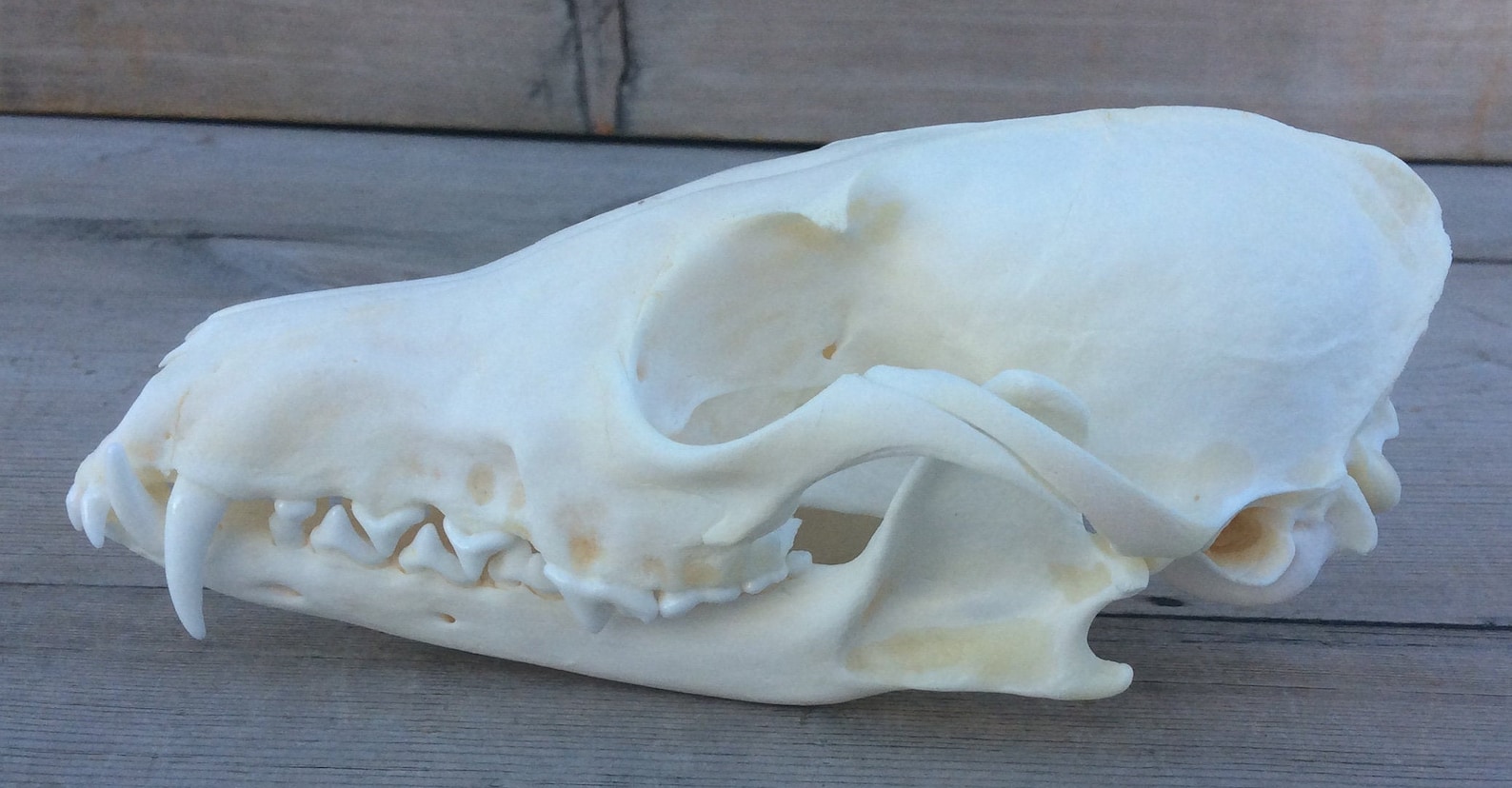 Fox Skull Authentic Red Fox Skull - Etsy