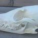 Fox Skull Authentic Red Fox Skull - Etsy