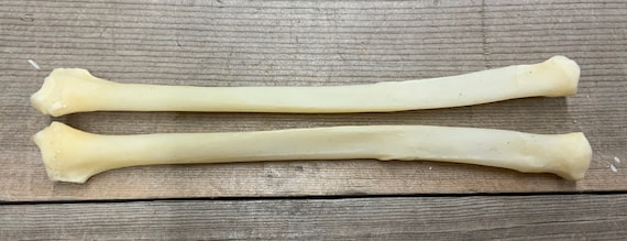 2 Fox Radius Leg Bones - Etsy