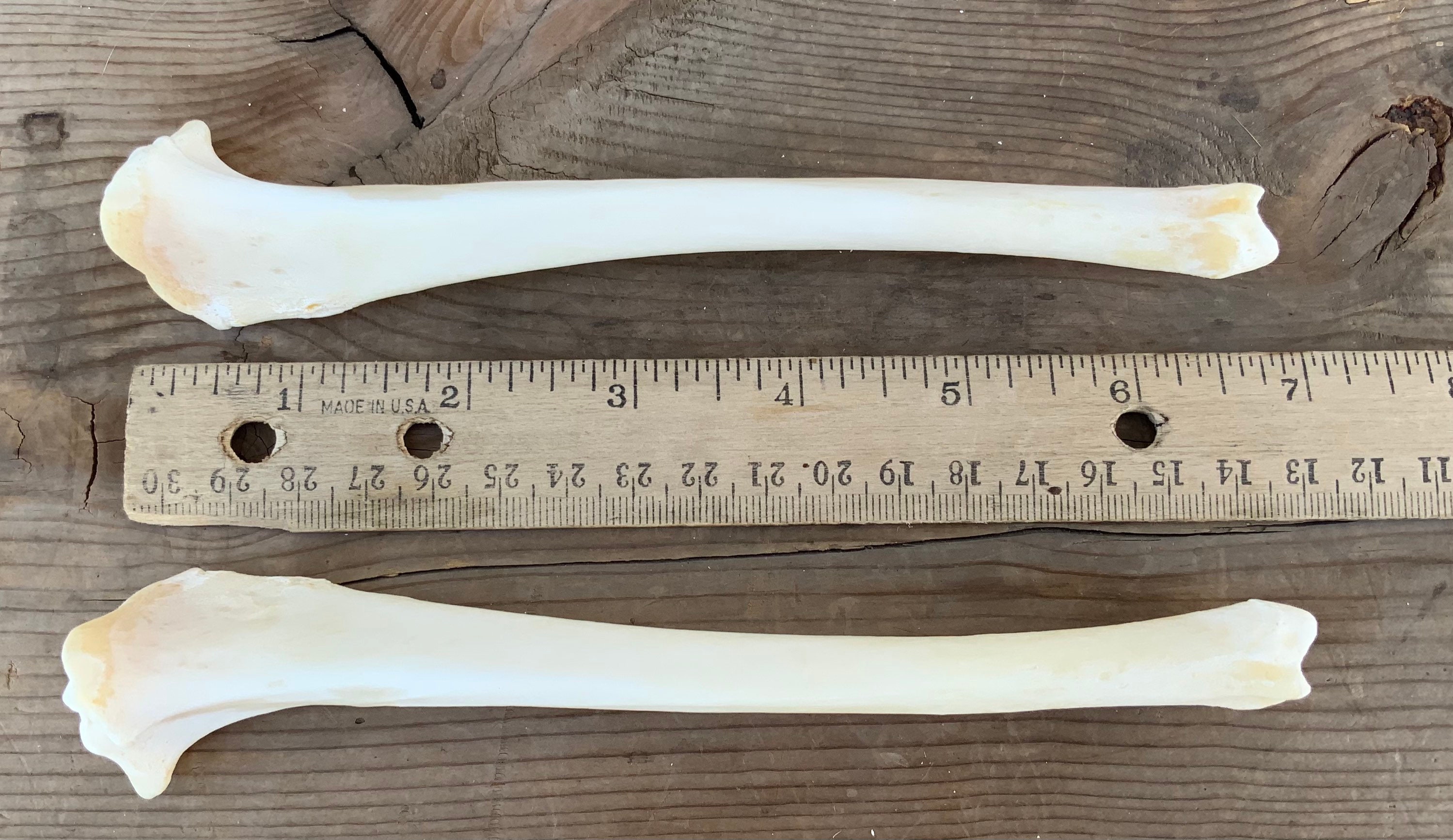2 Coyote Tibia Leg Bones - Etsy