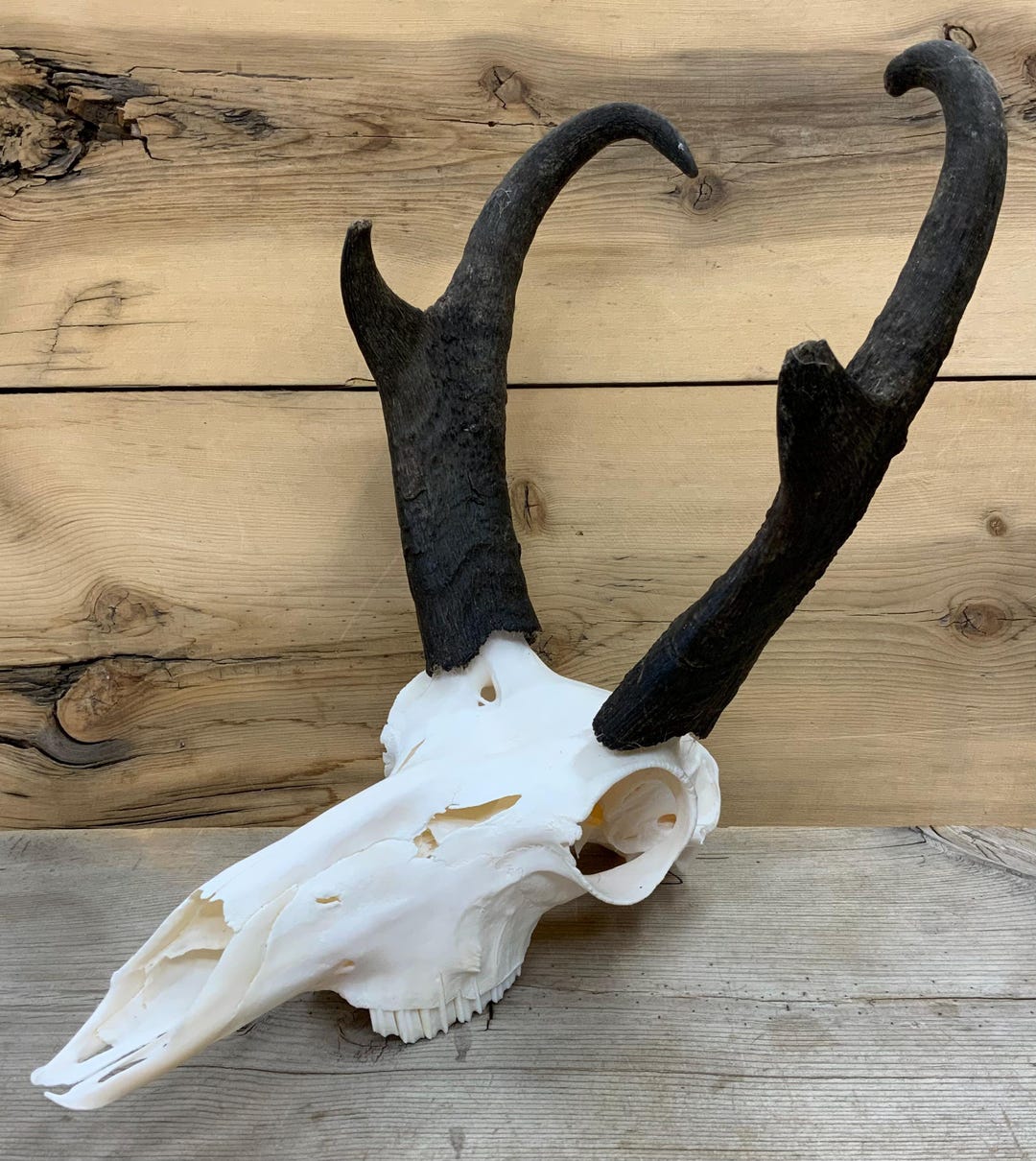 Pronghorn Antelope Skull European Mount Authentic Montana - Etsy