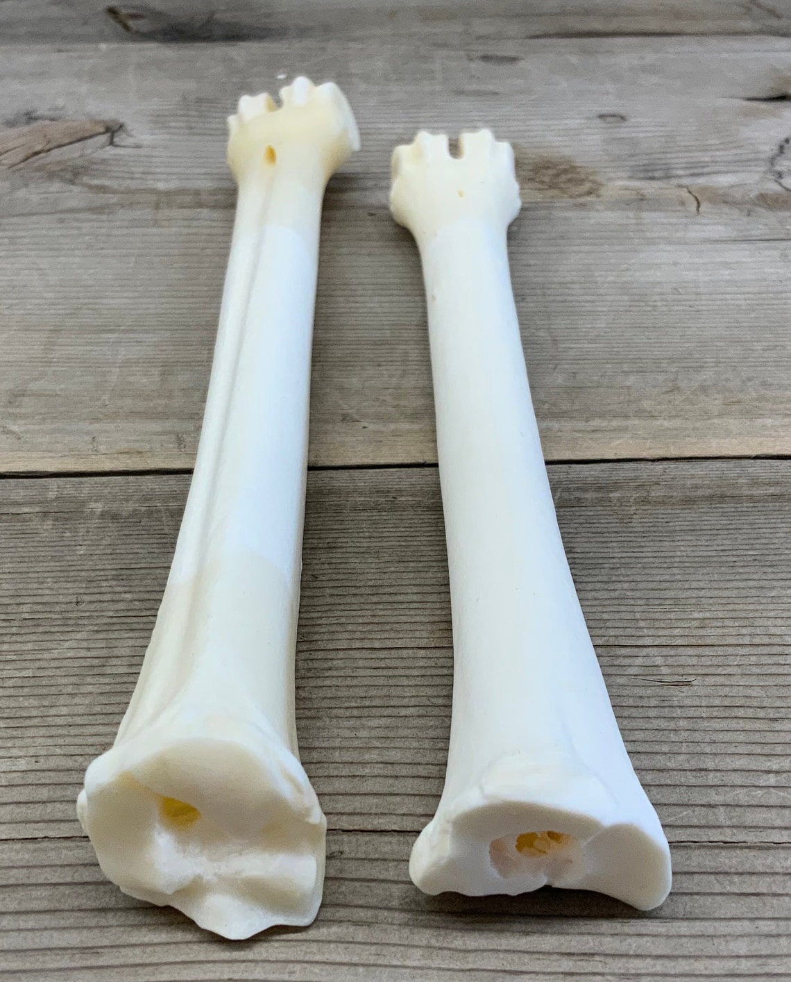 2 Pronghorn Antelope Leg Cannon Bones Metacarpal Metatarsal - Etsy