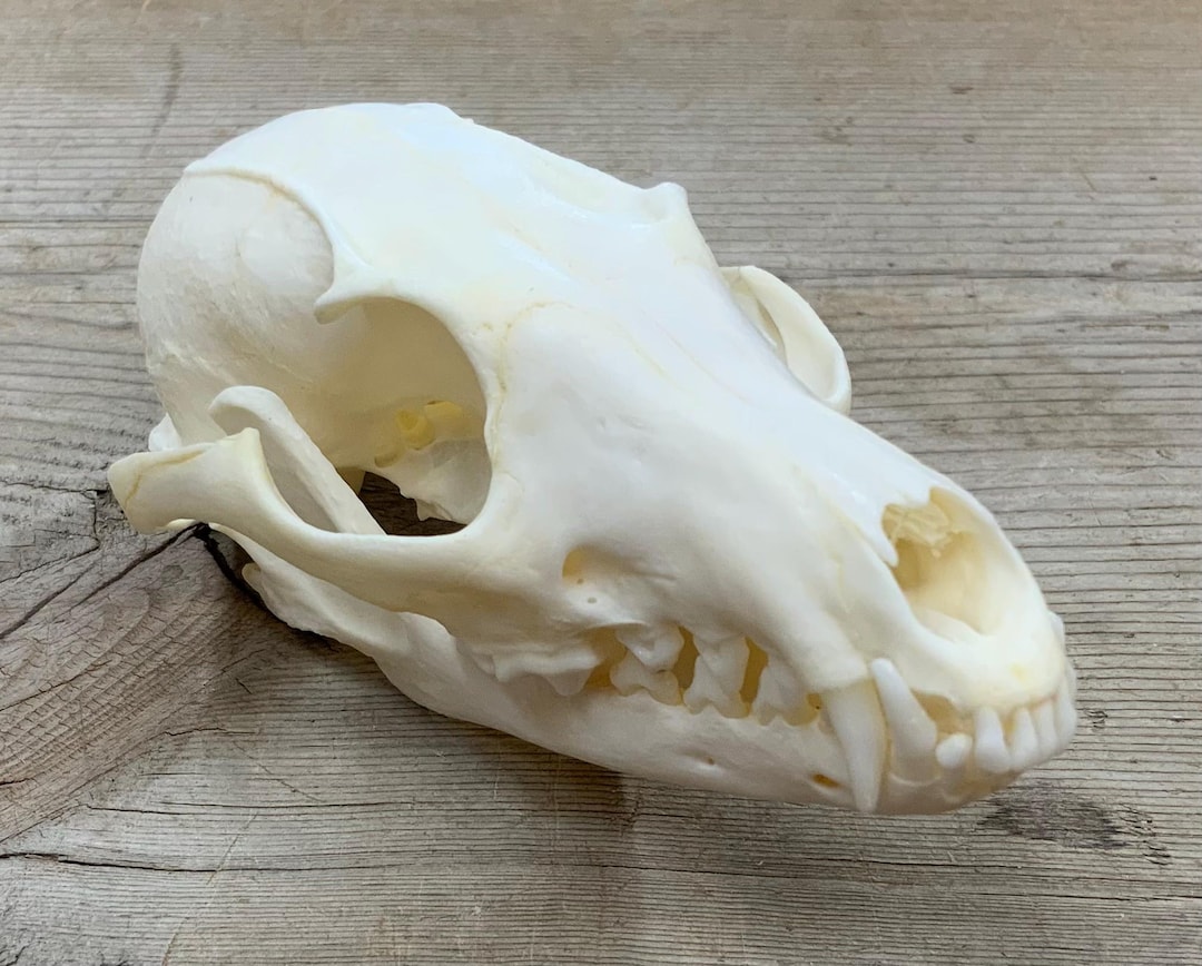 Grey Fox Skull Authentic Grey Fox Skull Urocyon Cinereoargenteus - Etsy