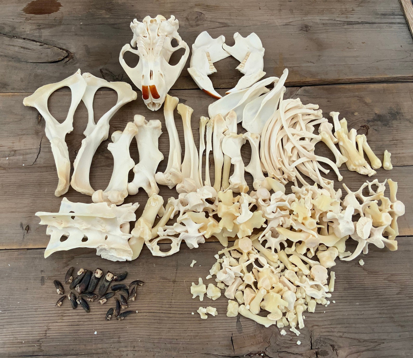 Authentic Beaver Skeleton Disarticulated Castor canadensis | Etsy