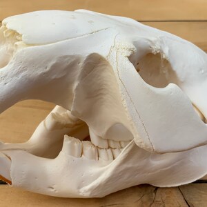 Beaver Skull Extra Large Authentic Montana Skull Castor Canadensis - Etsy