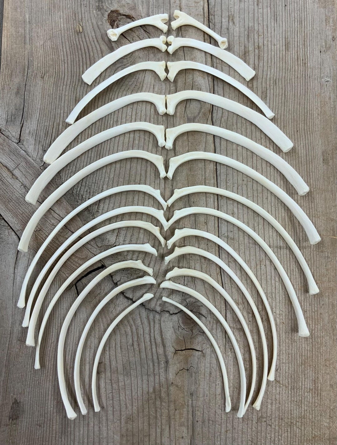 Fox Rib Bones Complete Set - Etsy
