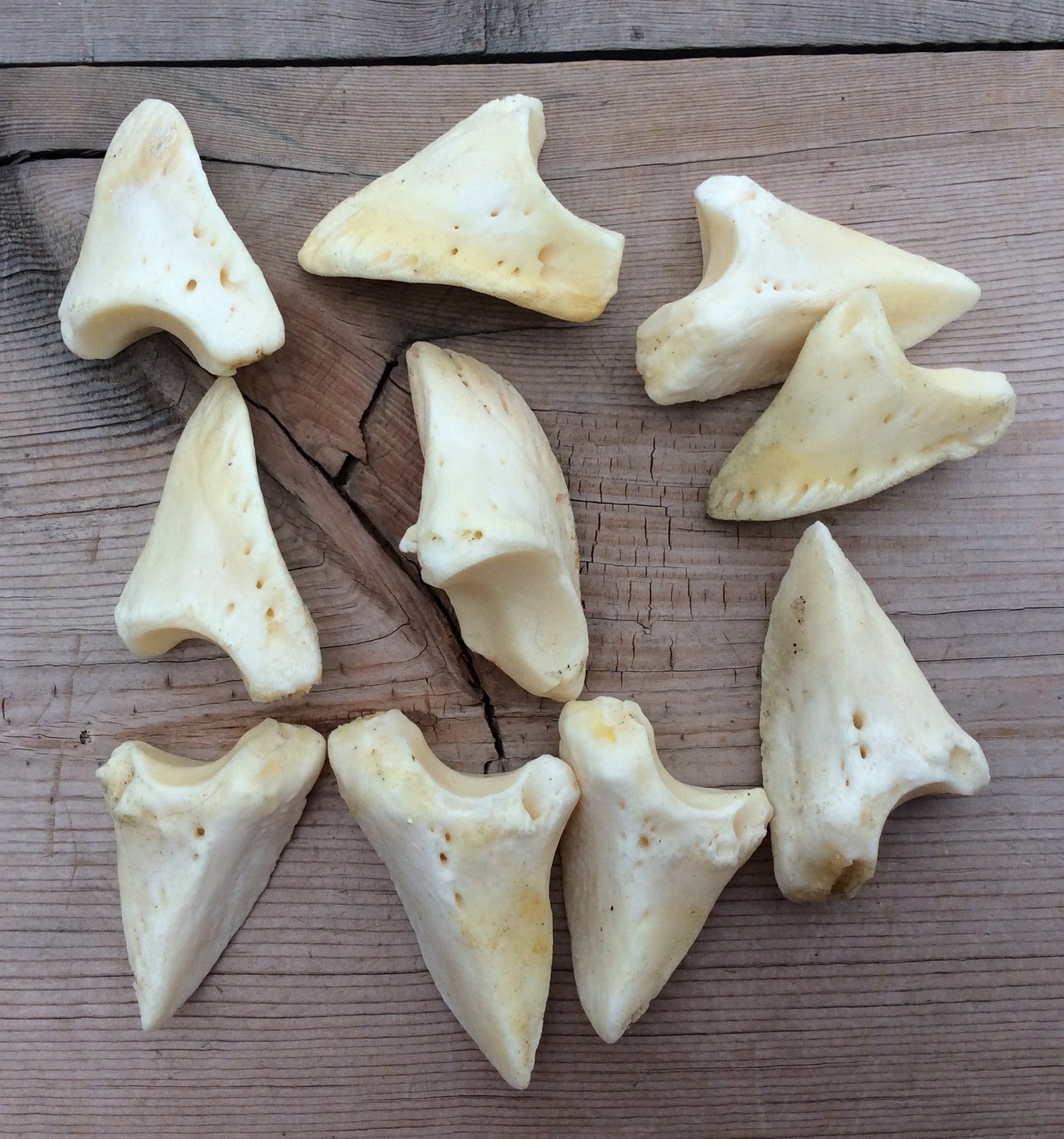 10 Bison Buffalo Toe Bones Third Phalanges - Etsy