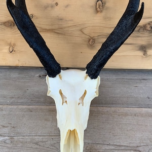 Pronghorn Antelope Skull European Mount Authentic Montana - Etsy