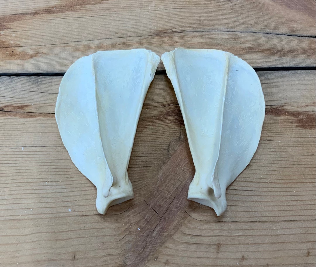 2 Fox Scapula Bones Shoulder Blades - Etsy
