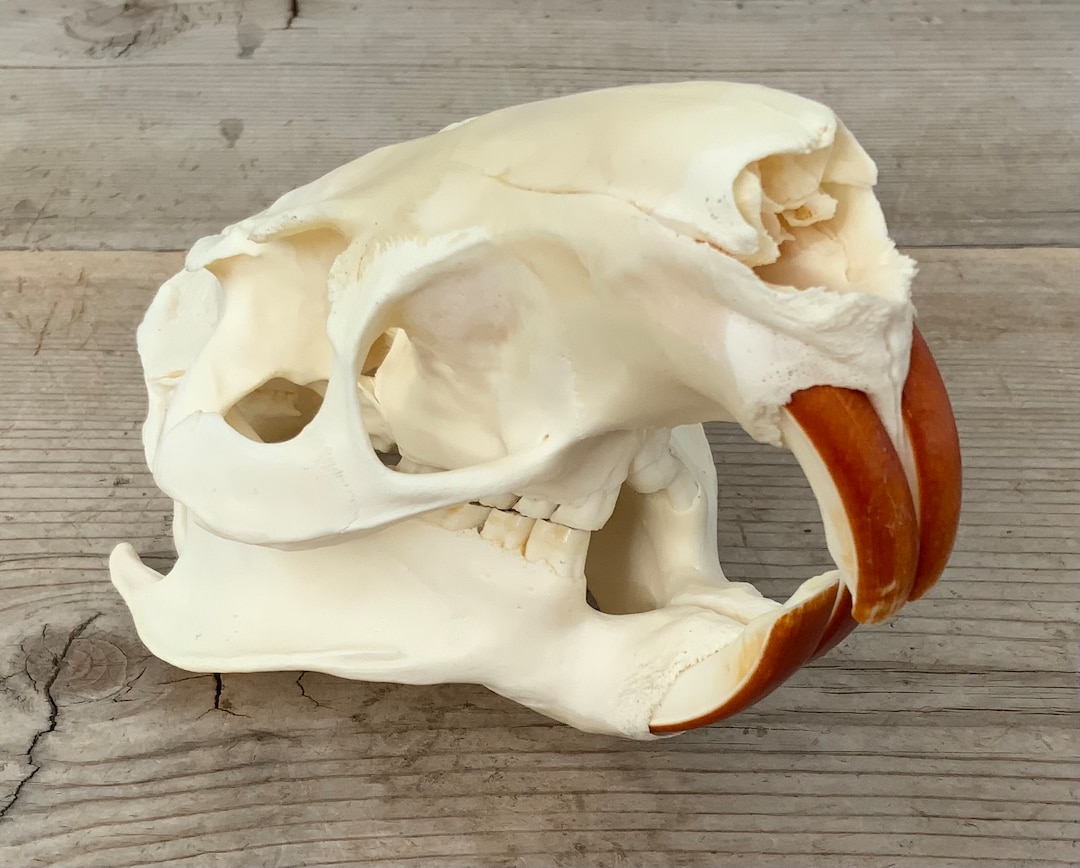 Authentic Nutria Skull Myocastor Coypus Molina Extra Large - Etsy